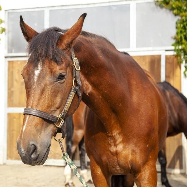 Zvierací terapeut | Náš tím